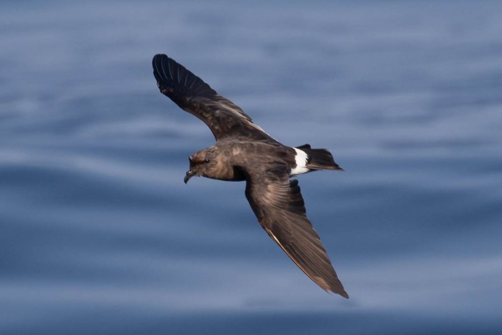 16 Species of Birds in Kauai (Pictures) - Hawaii Bird Guide