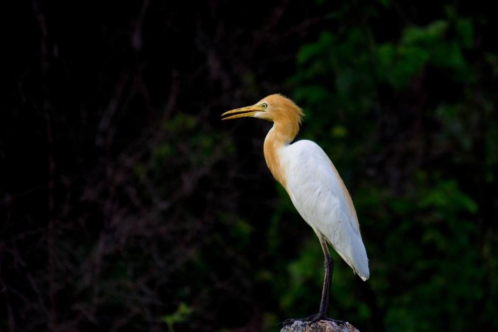 4 Types of Egrets in Hawaii (Pictures) - Hawaii Bird Guide