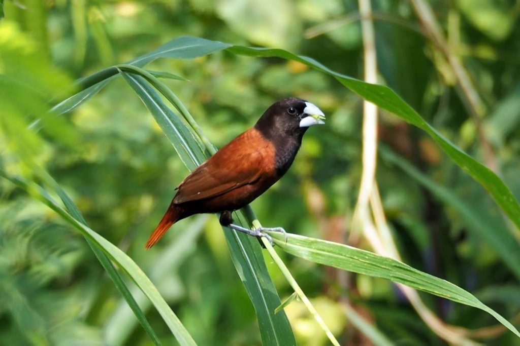 Chestnut Munia (Lonchura atricapilla) - Hawaii Bird Guide
