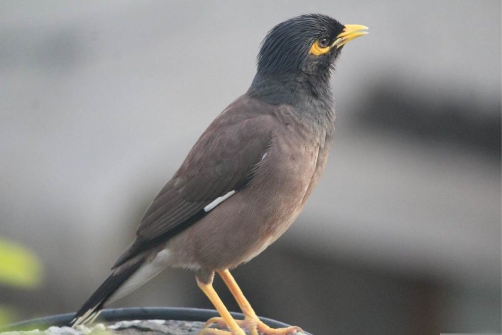 Common Myna Bird (Acridotheres tristis) - Hawaii Bird Guide