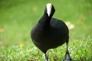 13 Hawaii Bird Names and How to Pronounce Them - Hawaii Bird Guide