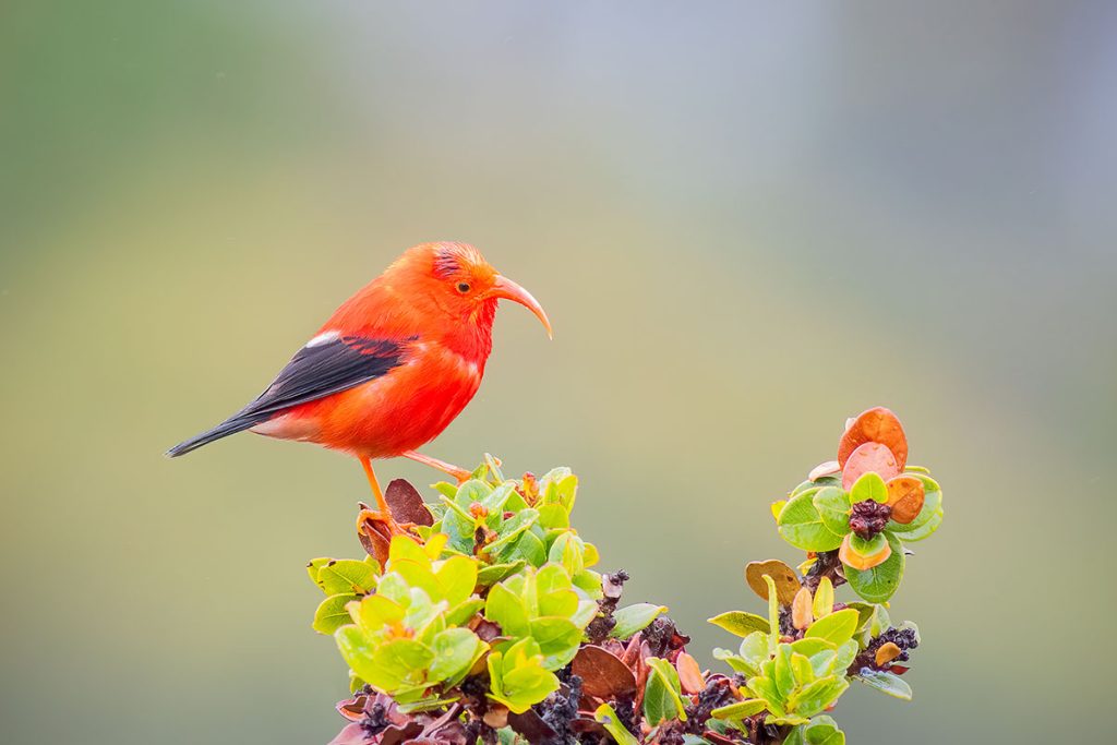 6 Types of Pollinators in Hawaii (Pictures) - Hawaii Bird Guide
