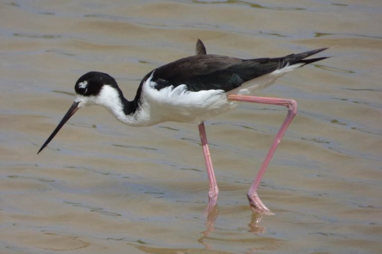 Hawaiian Stilt (Himantopus mexicanus knudseni) - Birds of Hawaii