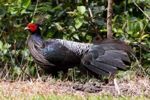 Kalij Pheasant (Lophura leucomelanos) - Hawaii Bird Guide