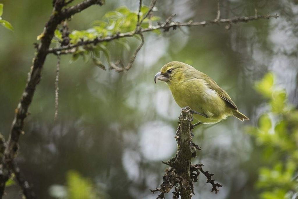 Maui Parrotbill (Pseudonestor xanthophrys) - Hawaii Bird Guide