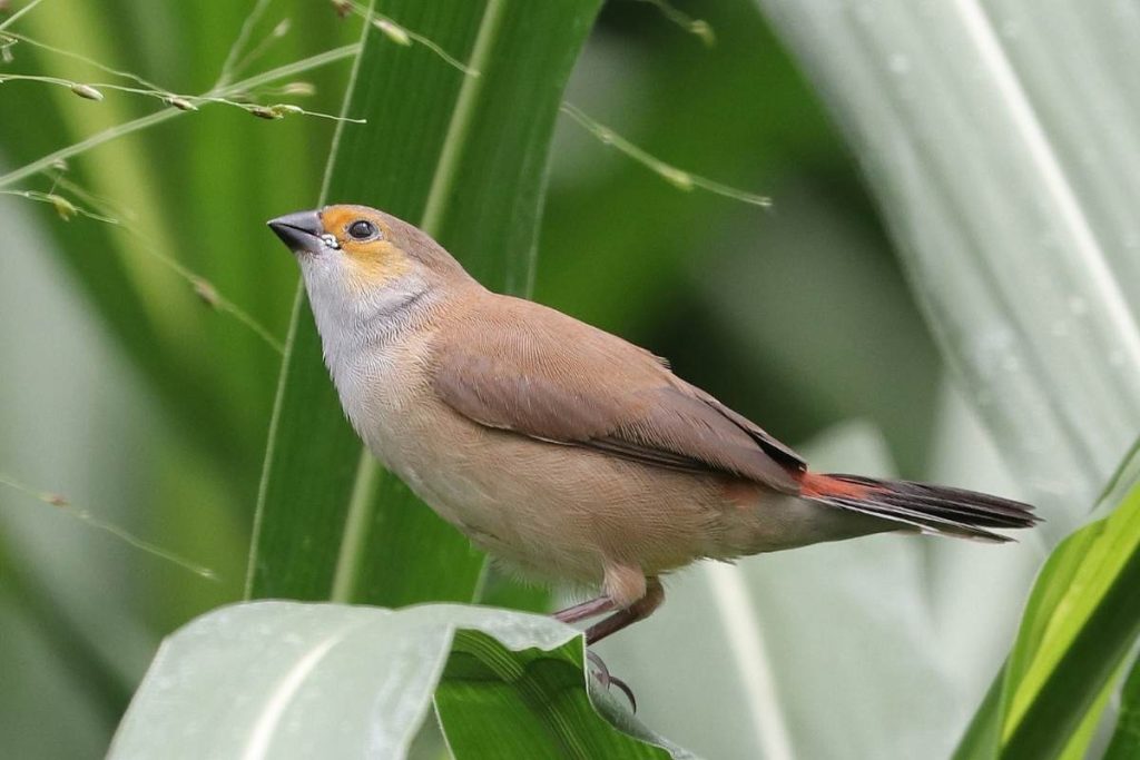 9 Red-headed Birds in Hawaii (With Pictures) - Hawaii Bird Guide