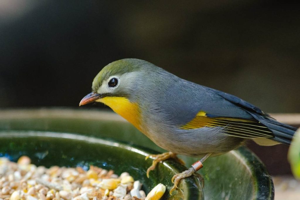Red-billed Leiothrix (Leiothrix lutea) - Hawaii Bird Guide