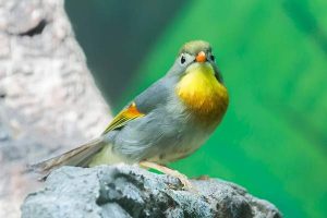 10 Species of Finches in Hawaii (Pictures) - Hawaii Bird Guide