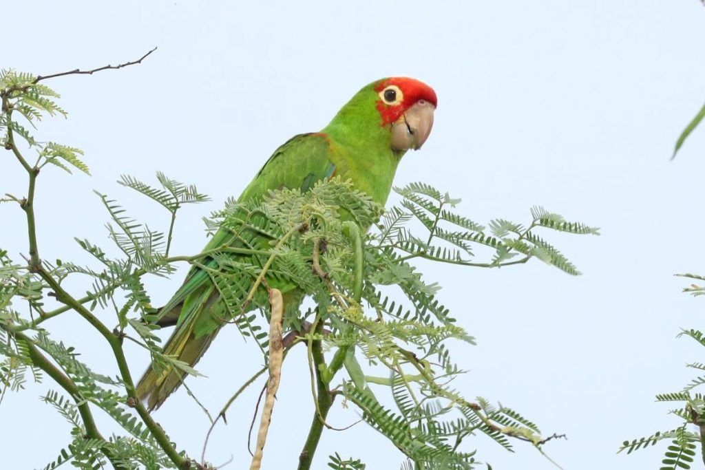 Red-masked Parakeet (Psittacara erythrogenys) - Hawaii Bird Guide