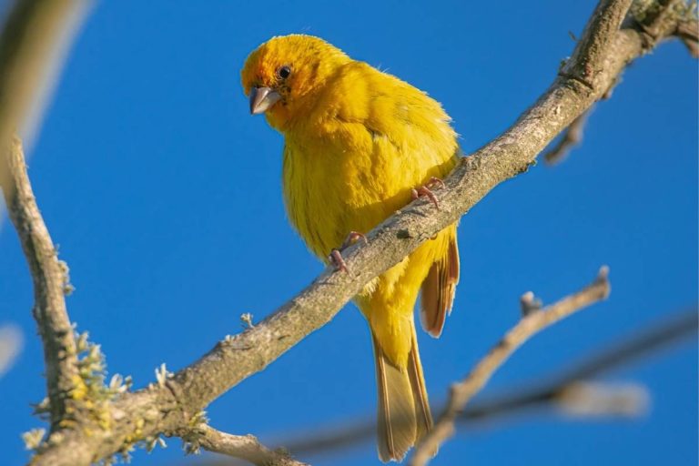 Saffron Finch (Sicalis flaveola) - Hawaii Bird Guide