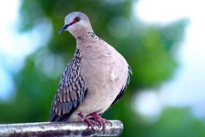 4 Species of Doves in Hawaii (Pictures) - Hawaii Bird Guide