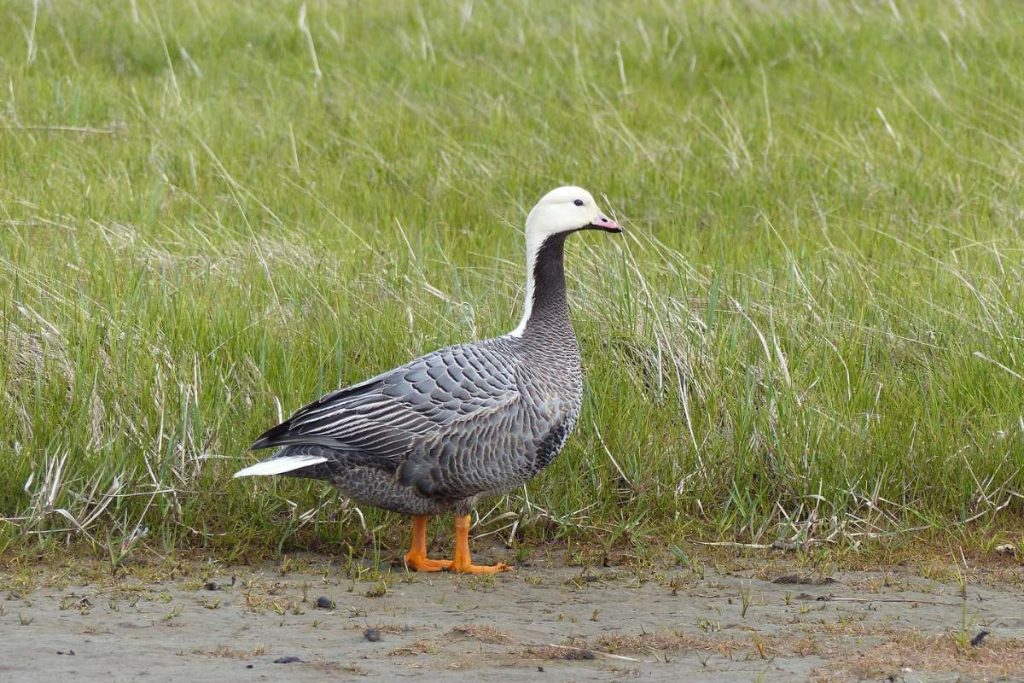 Emperor goose (Anser canagica) - Hawaii Bird Guide