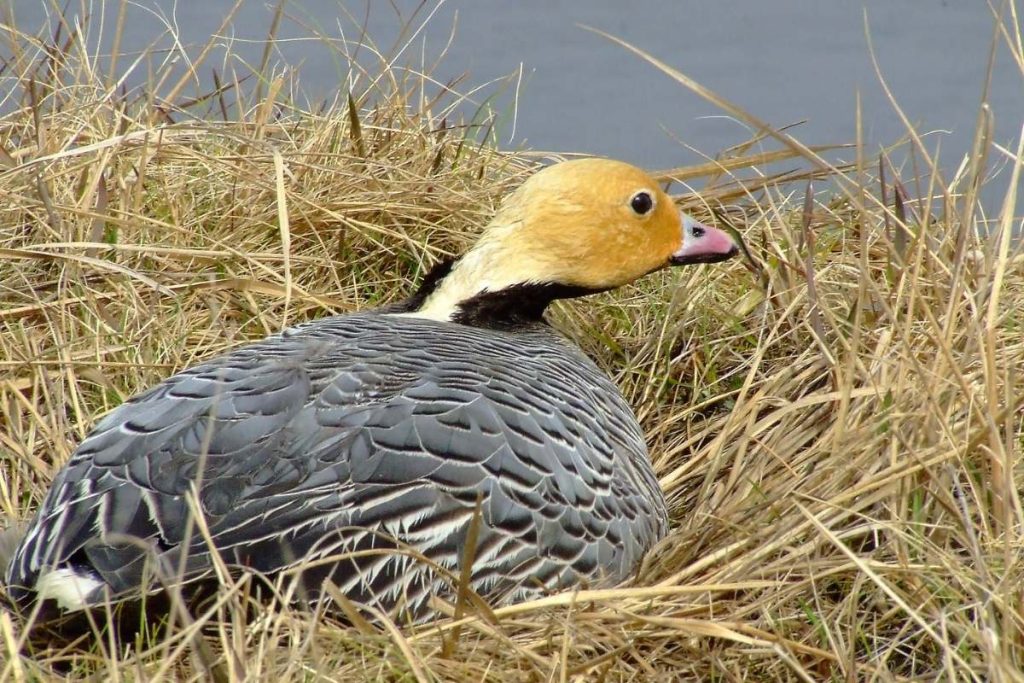 Emperor goose (Anser canagica) - Hawaii Bird Guide
