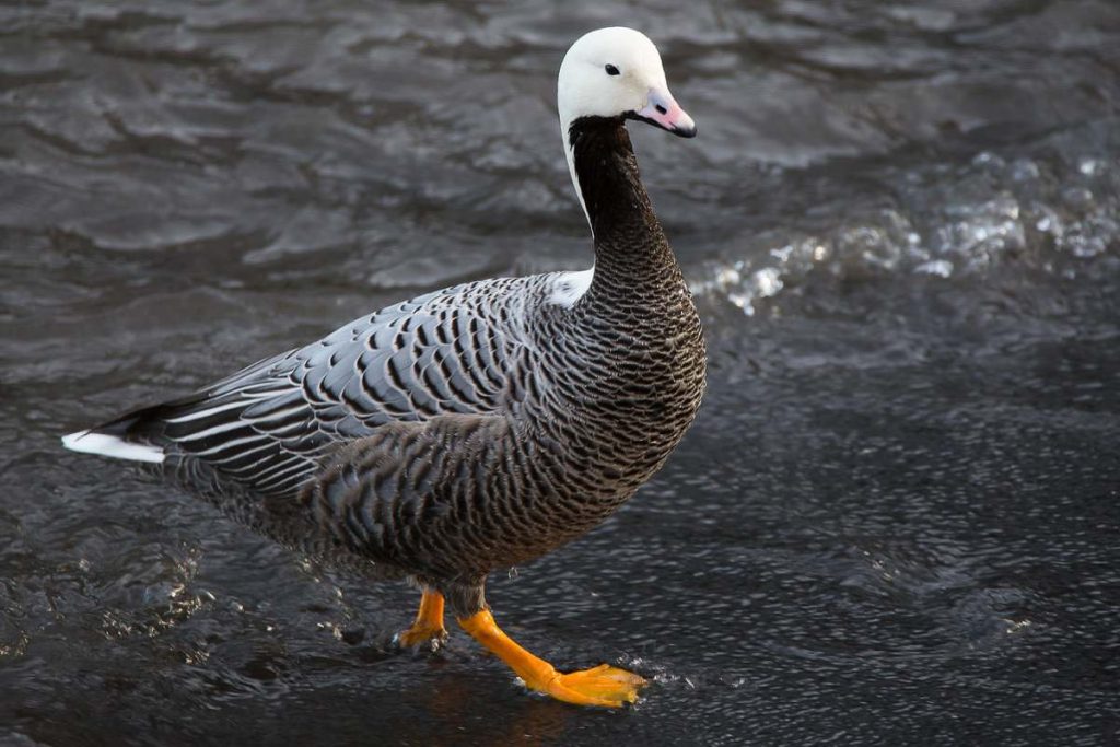 Emperor goose (Anser canagica) - Hawaii Bird Guide