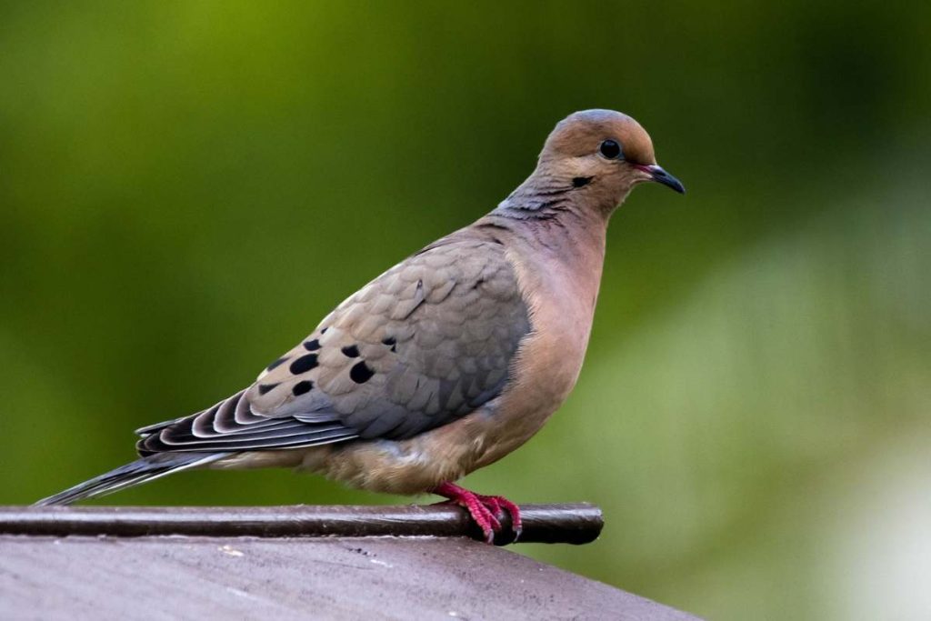 4 Species of Doves in Hawaii (Pictures) - Hawaii Bird Guide