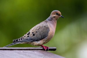 4 Species of Doves in Hawaii (Pictures) - Hawaii Bird Guide