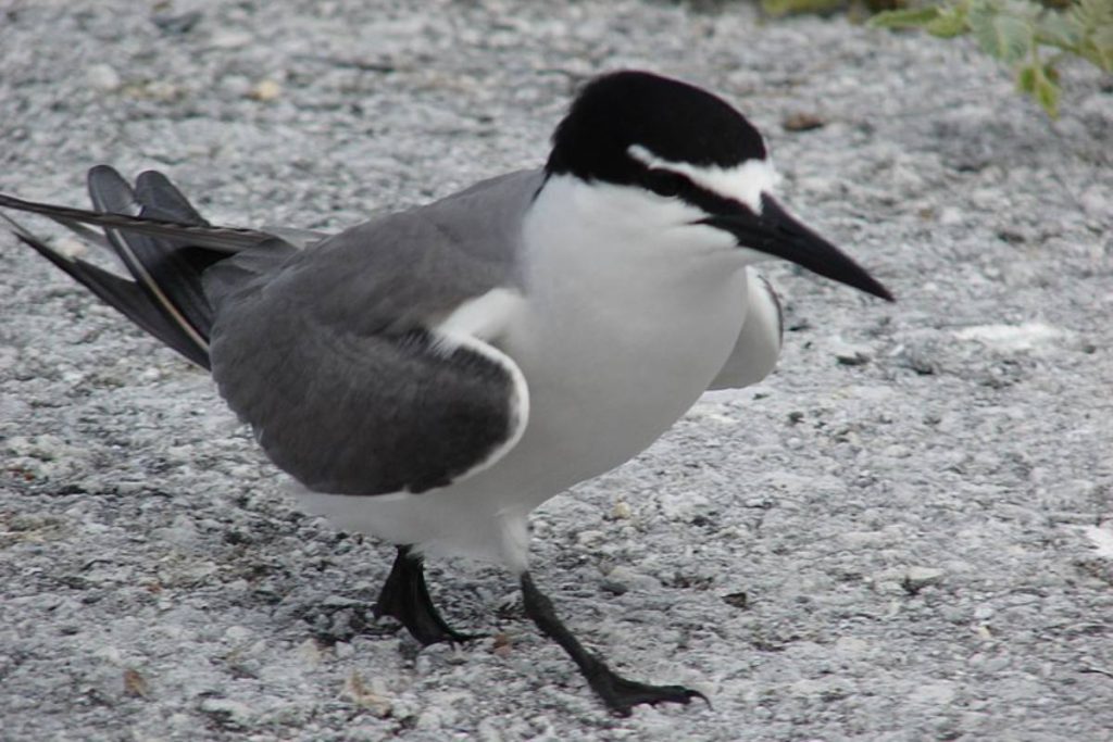 Gray-backed Tern (Onychoprio lunatus) - Hawaii Bird Guide