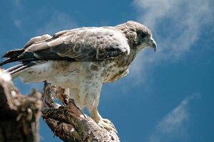 Hawaiian Hawk (Buteo solitarius) - Hawaii Bird Guide