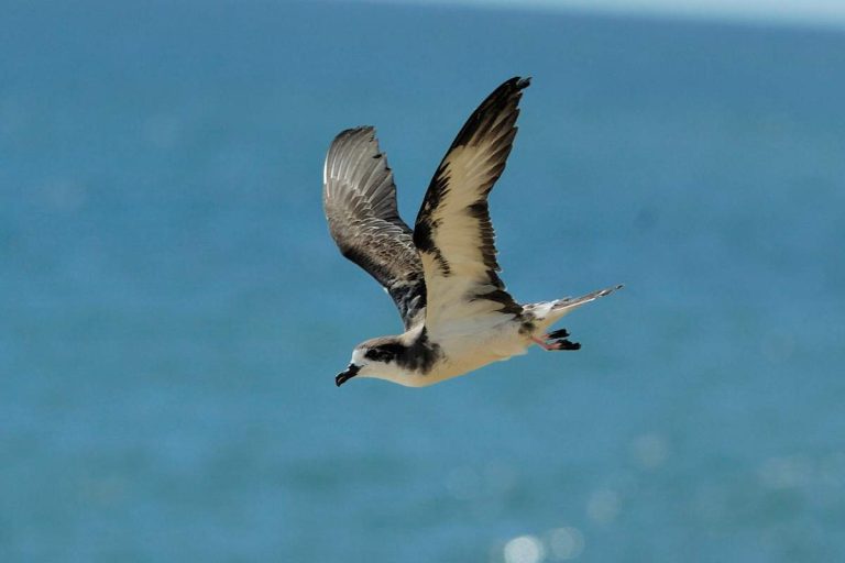 Hawaiian Petrel (Pterodroma sandwichensis) - Hawaii Bird Guide