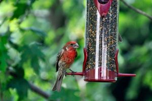 10 Species of Finches in Hawaii (Pictures) - Hawaii Bird Guide