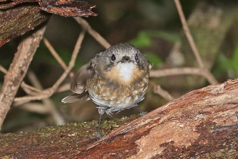 Kauai Elepaio (Chasiempis sclateri) - Hawaii Bird Guide