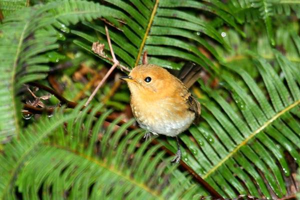 16 Species of Birds in Kauai (Pictures) - Hawaii Bird Guide