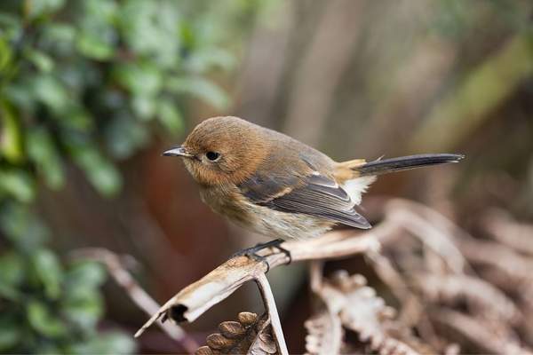 Kauai Elepaio (Chasiempis sclateri) - Hawaii Bird Guide