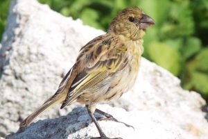 10 Species of Finches in Hawaii (Pictures) - Hawaii Bird Guide