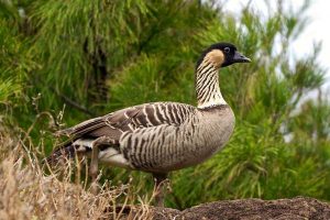 The Hawaii State Bird: Nene History & Facts - Hawaii Bird Guide