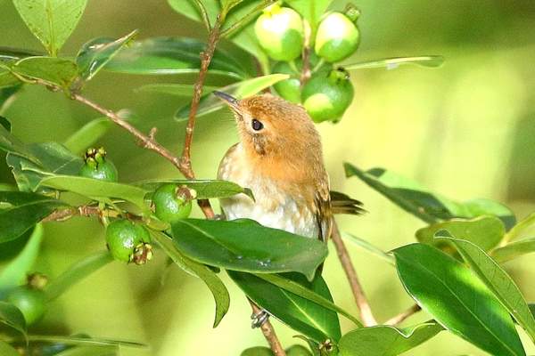 Birds in O'ahu (33 Species with Photos) - Hawaii Bird Guide