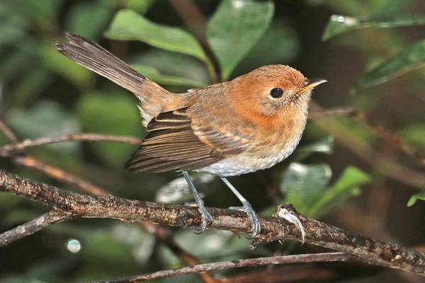 Oahu Elepaio (Chasiempis ibidis) - Hawaii Bird Guide