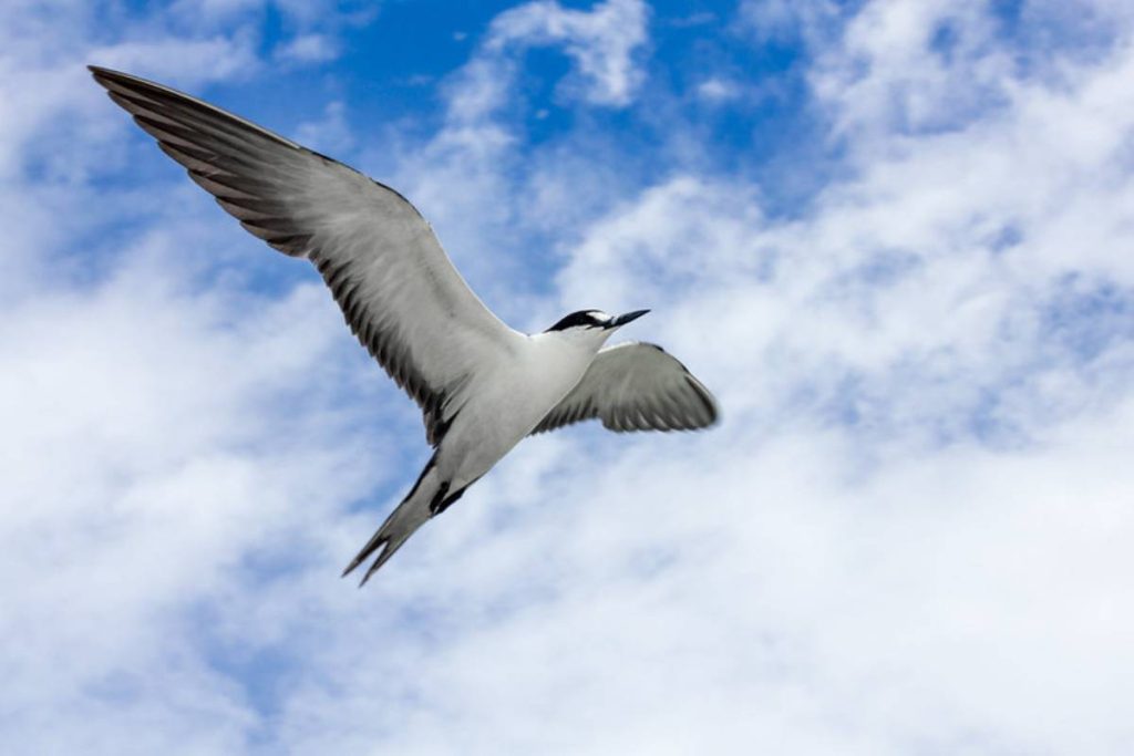 Sooty Tern (Onychoprion fuscatus) - Hawaii Bird Guide