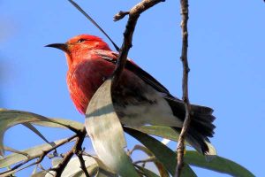 ʻApapane (Himatione sanguinea) - Hawaii Bird Guide