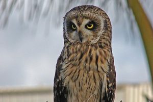 16 Species of Birds in Kauai (Pictures) - Hawaii Bird Guide