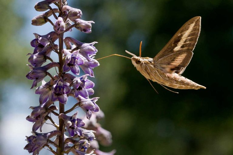 6 Types of Pollinators in Hawaii (Pictures) - Hawaii Bird Guide