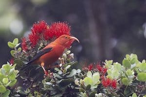 ʻIʻiwi (Drepanis coccinea) - Hawaii Bird Guide