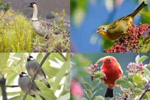 Birds in Maui (36 Common Species with Photos)
