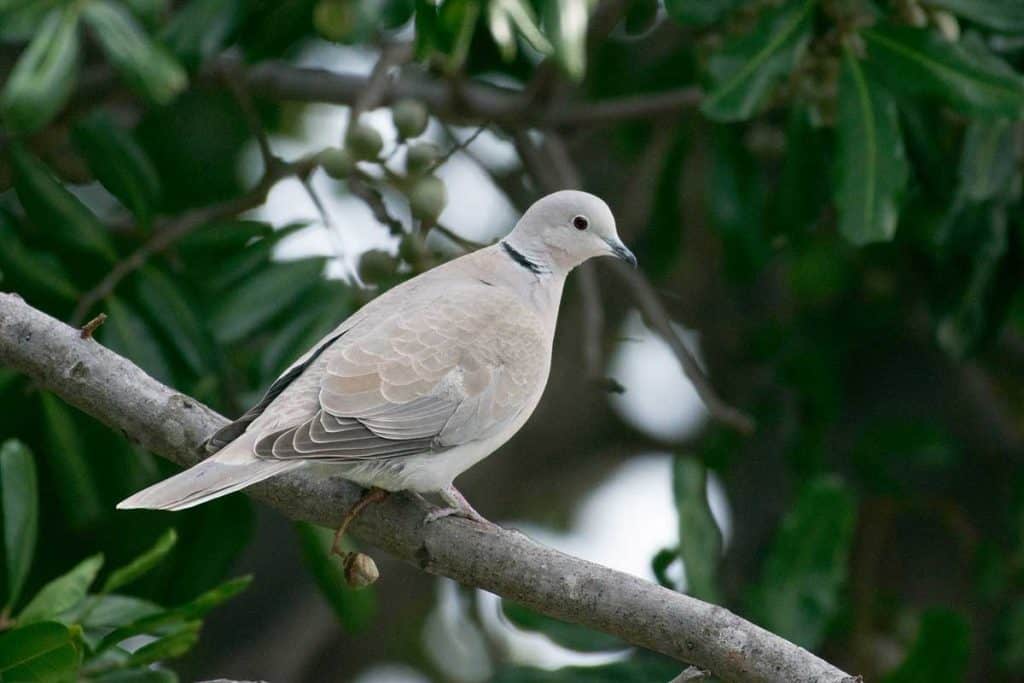 4 Species of Doves in Hawaii (Pictures) - Hawaii Bird Guide