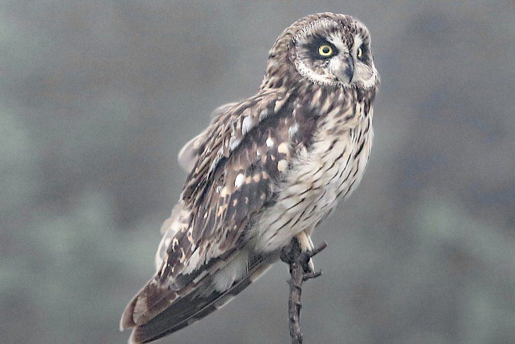 5 Birds of Prey in Hawaii (Pictures & Facts) - Hawaii Bird Guide