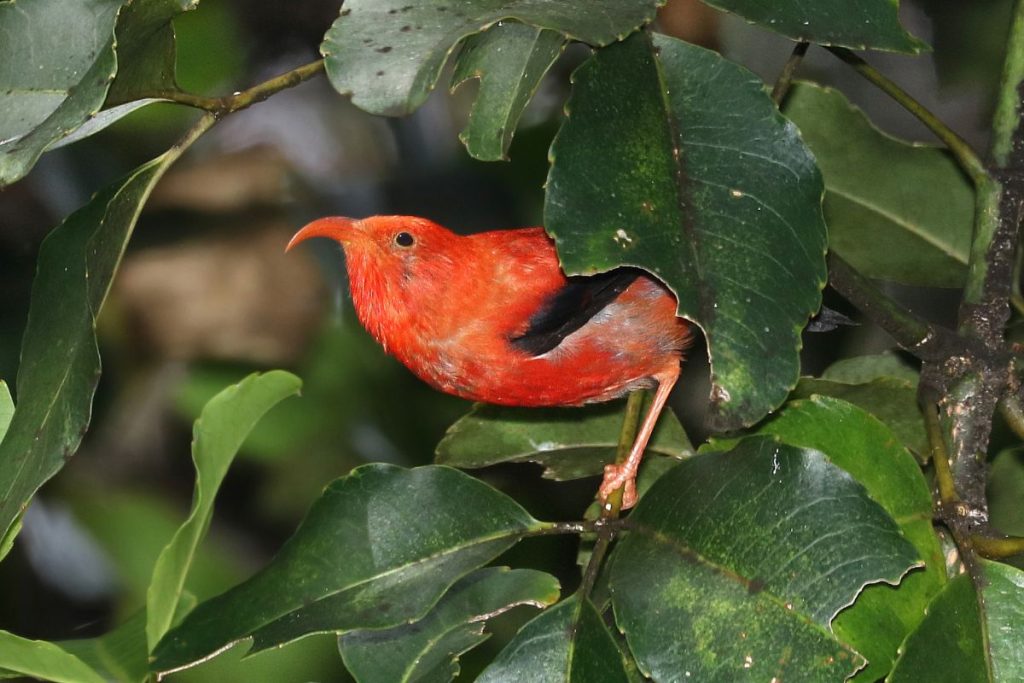 16 Species of Birds in Kauai (Pictures) - Hawaii Bird Guide