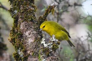 Birds in Maui (36 Common Species with Photos)