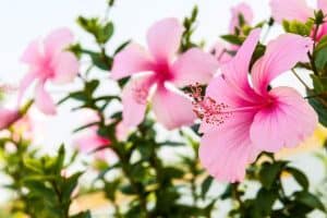 25 Common Types of Flowers in Hawaii (Pictures) - Hawaii Bird Guide