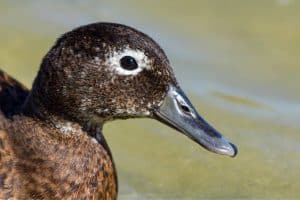 Laysan Duck (Anas laysanensis) - Hawaii Bird Guide