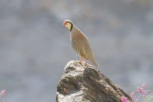 Chukar Partridge (Alectoris chukar) - Hawaii Bird Guide