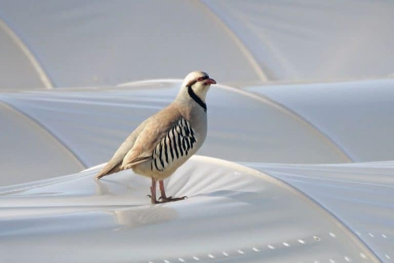 Chukar Partridge (Alectoris chukar) - Hawaii Bird Guide