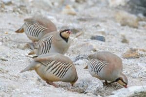 Chukar Partridge (Alectoris chukar) - Hawaii Bird Guide