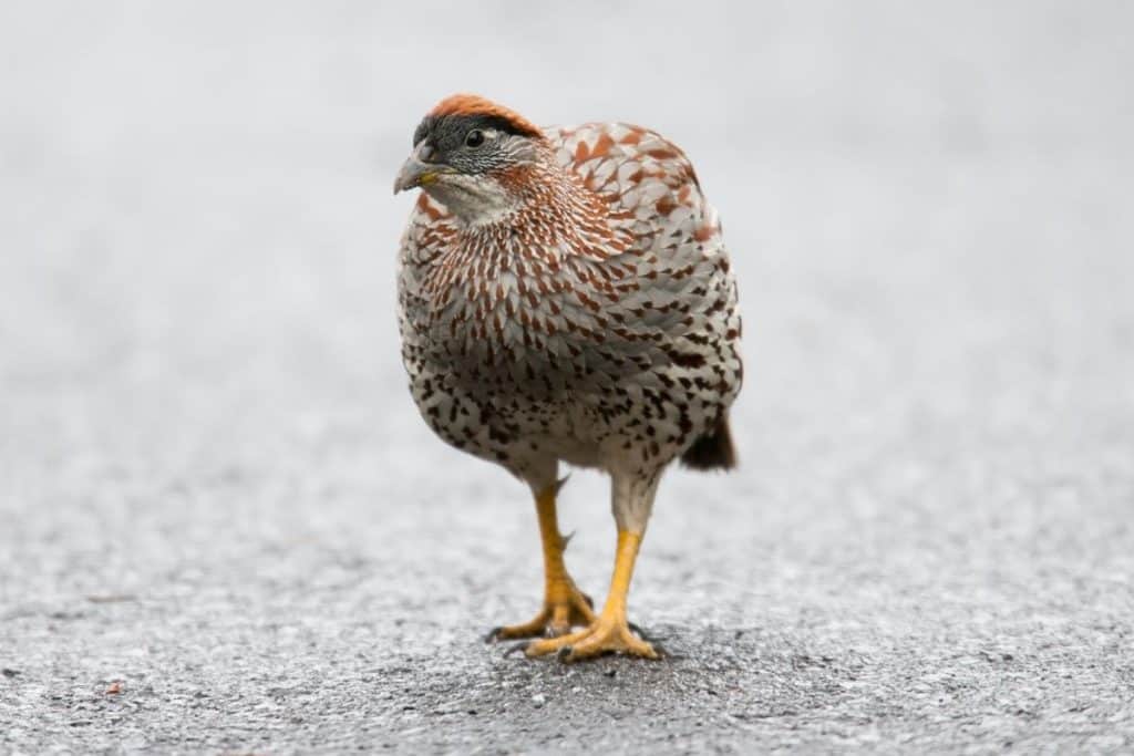 Erckel's Spurfowl (Pternistis erckelii) - Hawaii Bird Guide