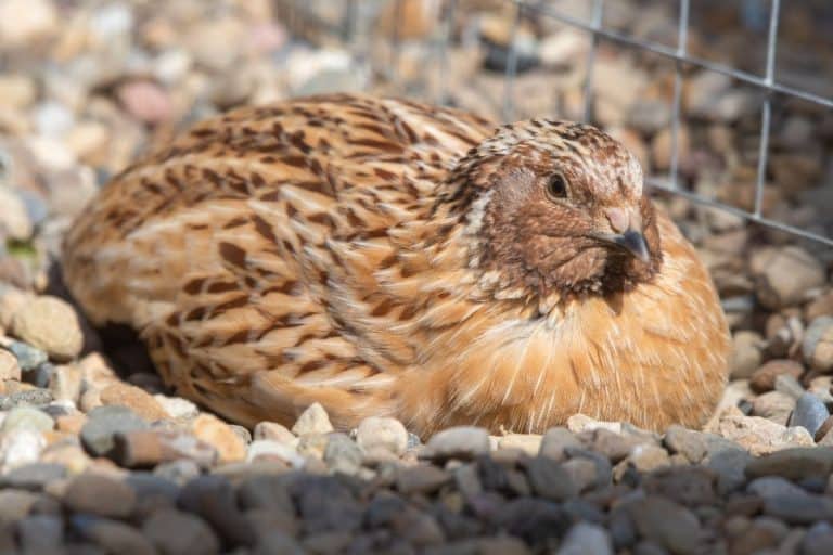Japanese Quail (Coturnix japonica) - Hawaii Bird Guide