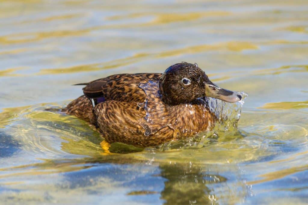 Laysan Duck (Anas laysanensis) - Hawaii Bird Guide