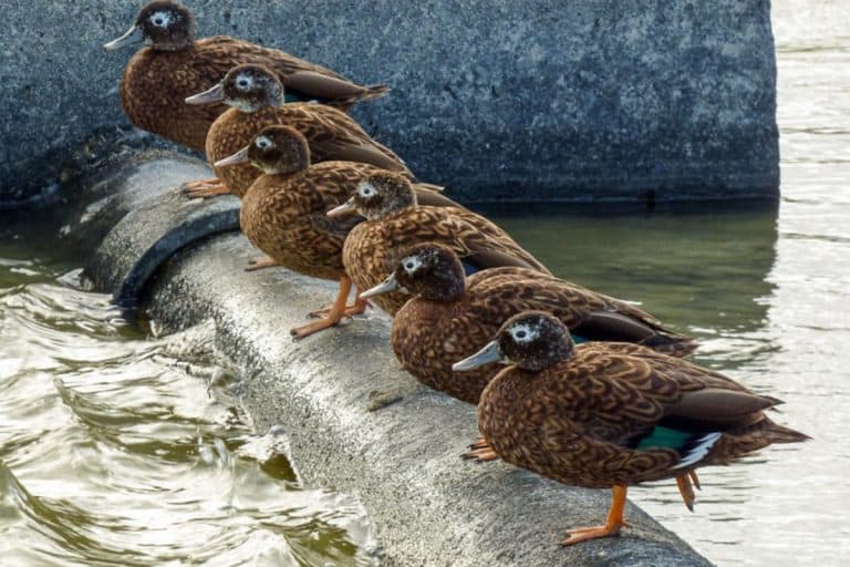 5 Species of Ducks in Hawaii (Pictures) - Hawaii Bird Guide